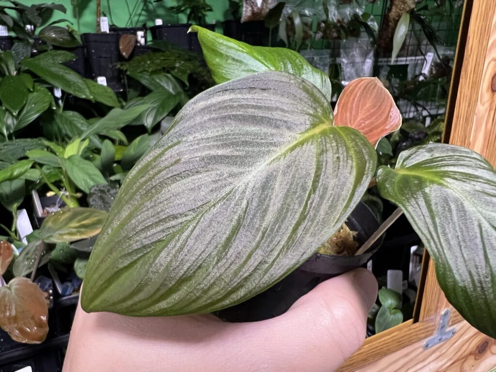 HOMALOMENA HYBRID F1 Rec148 - KZT PLANTS STORE