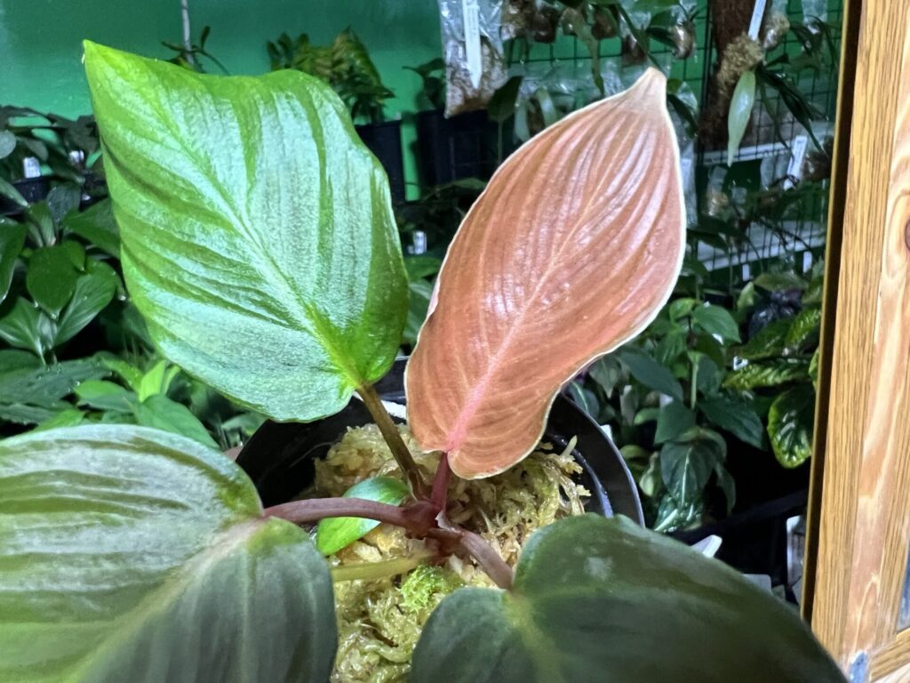 HOMALOMENA HYBRID F1 Rec148 - KZT PLANTS STORE