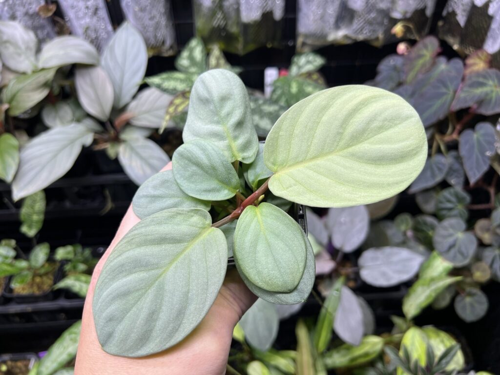 HOMALOMENA HYBRID F1 Rec142 - KZT PLANTS STORE