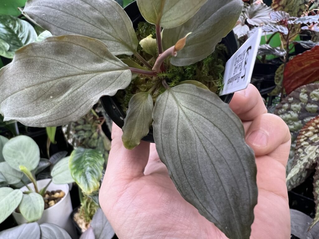 HOMALOMENA HYBRID F1 Rec145 - KZT PLANTS STORE