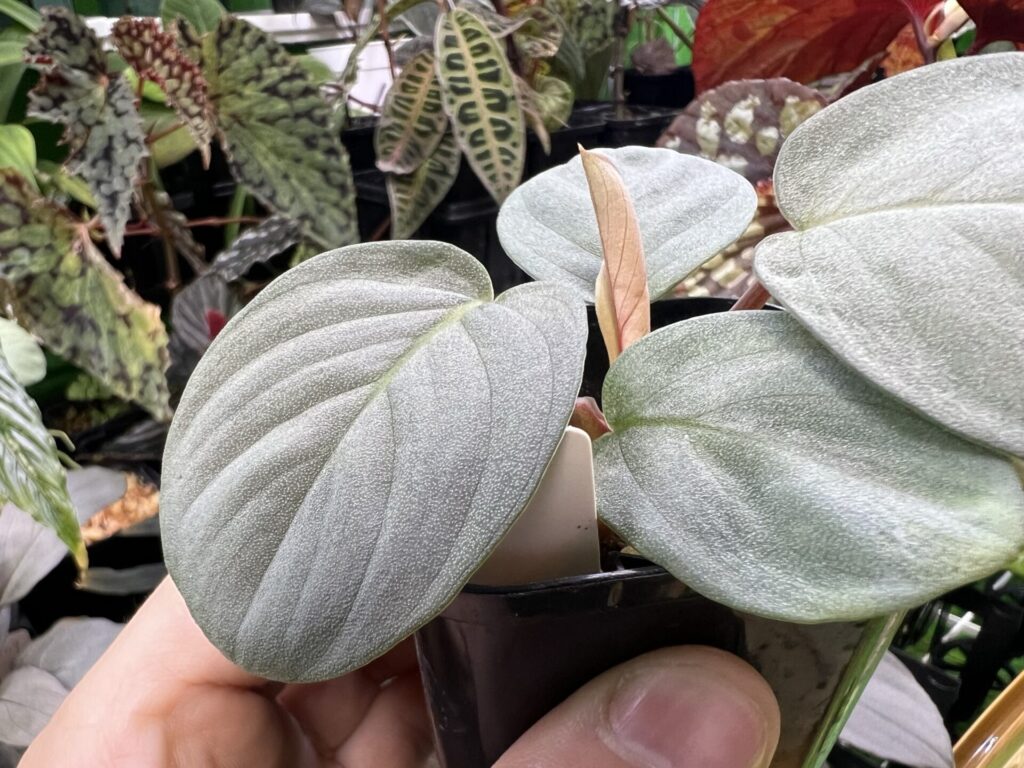 HOMALOMENA HYBRID F1 Rec142 Red Silver - KZT PLANTS STORE