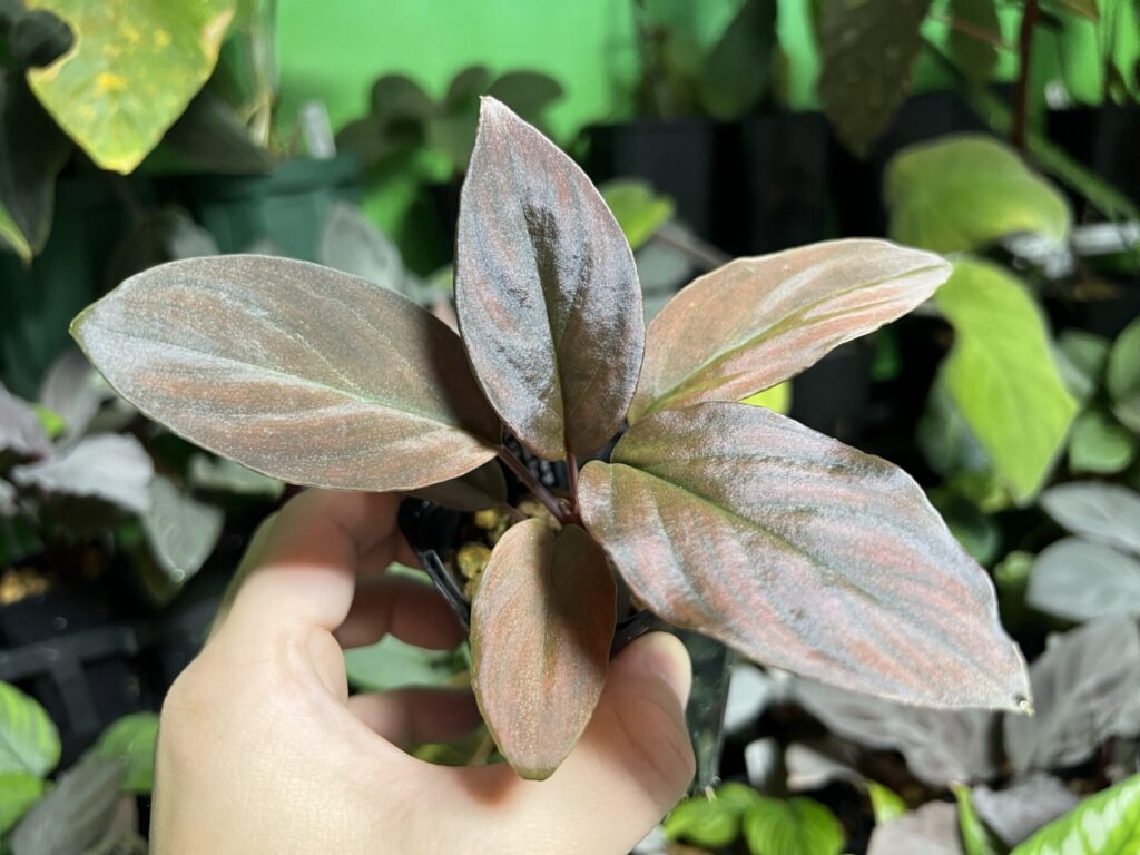 Homalomena sp. Red Velvet Kepulauan Riau - KZT PLANTS STORE