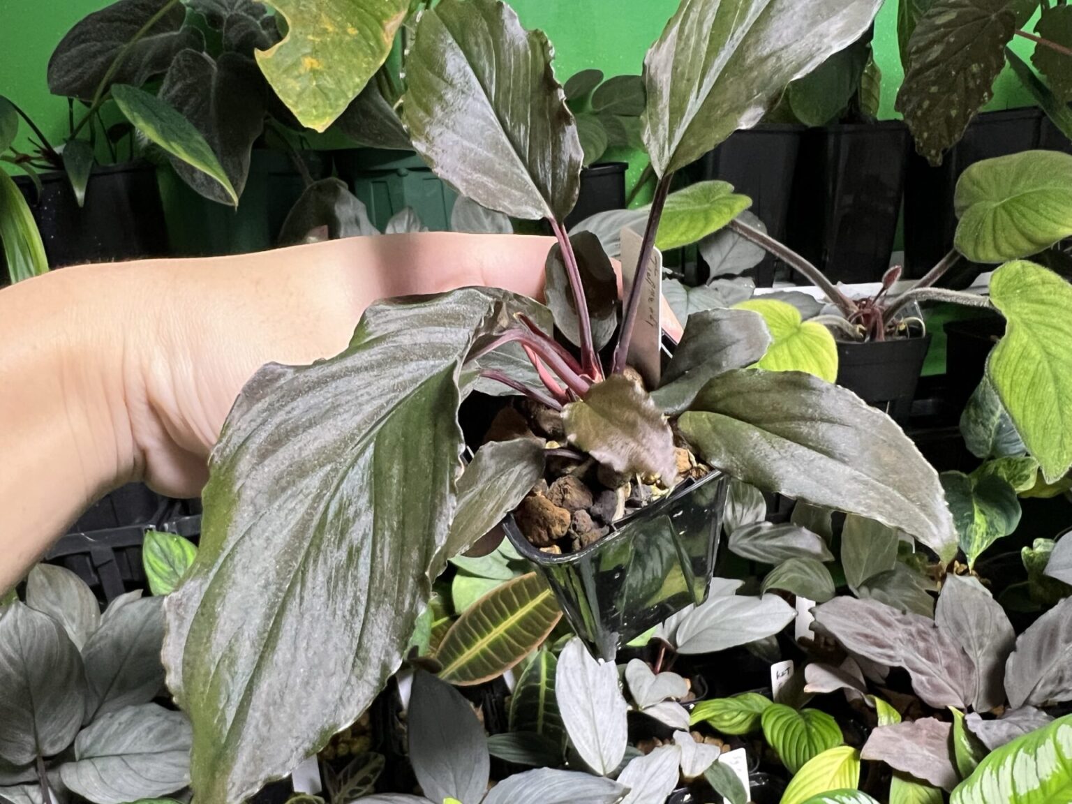 Homalomena sp. Black Velvet Kepulauan Riau - KZT PLANTS STORE