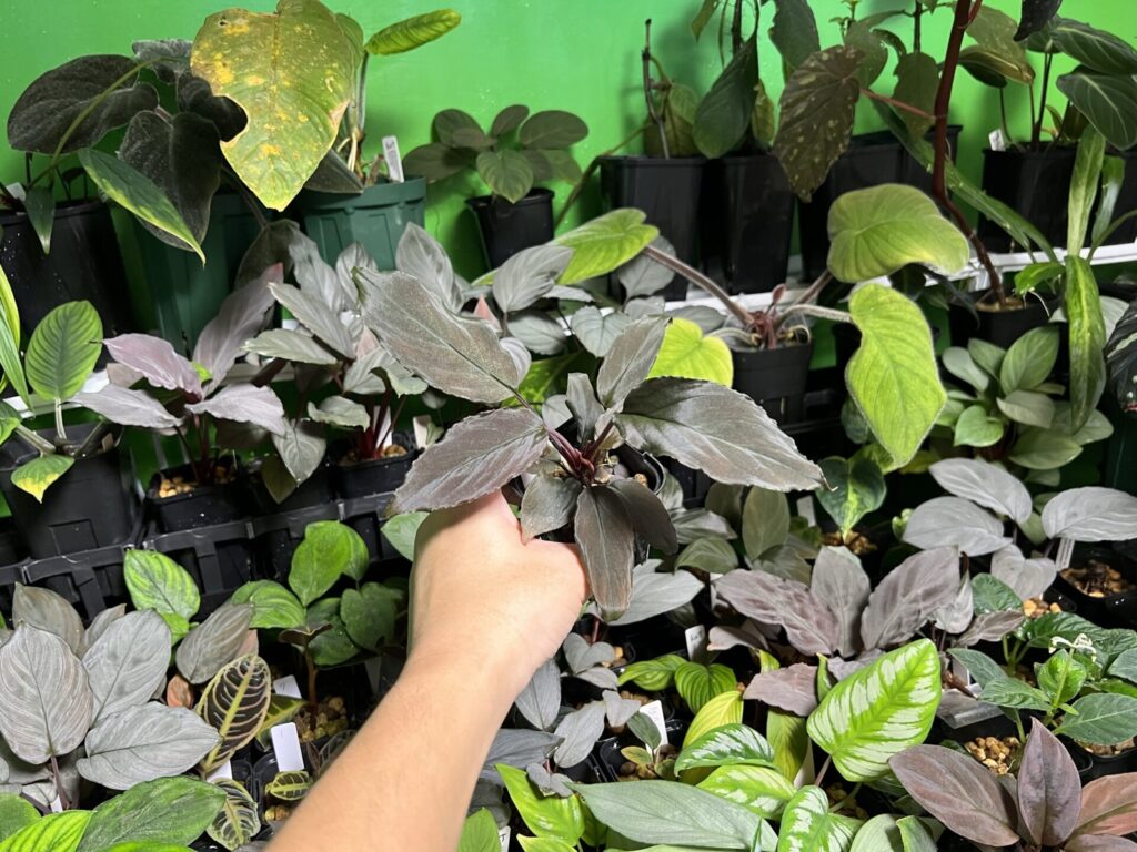 Homalomena sp. Black Velvet Kepulauan Riau - KZT PLANTS STORE