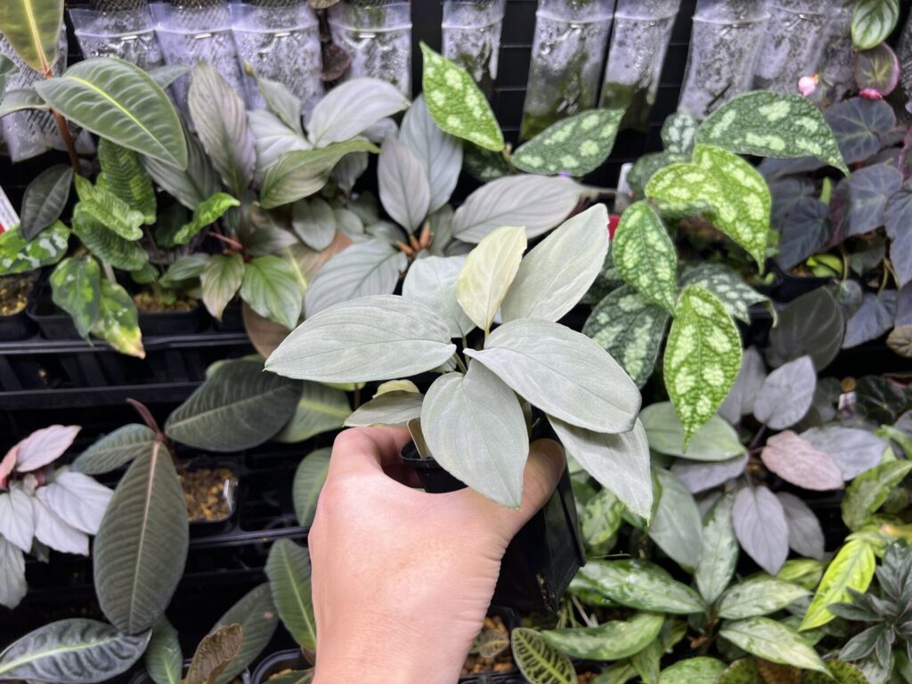 Homalomena cf. humilis Kepulauan Riau F1 Rec89 white-green-silver ...