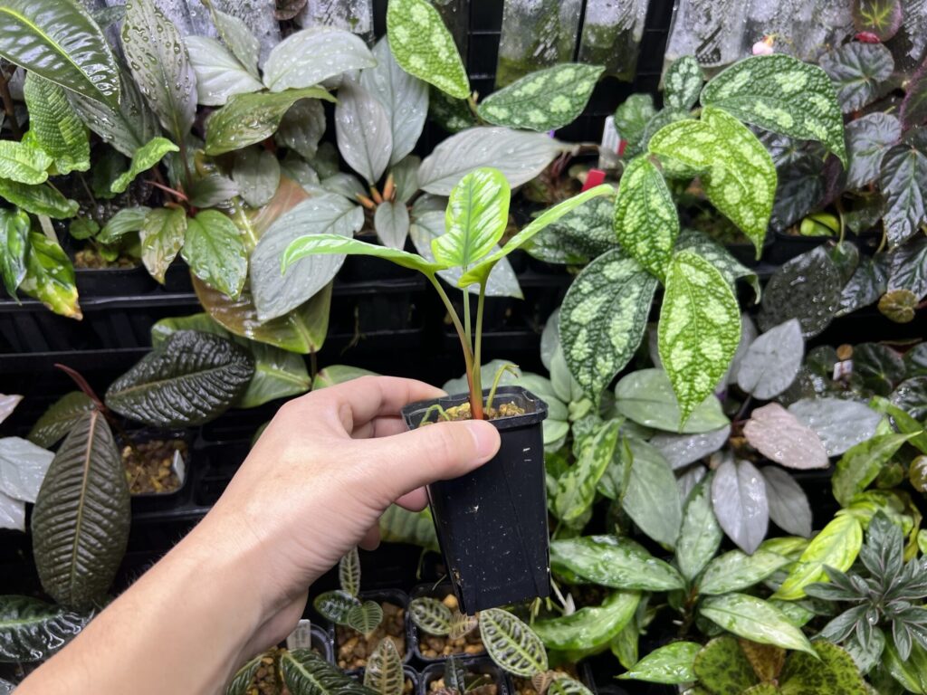Homalomena sp.Riau sumatera white pattern - KZT PLANTS STORE