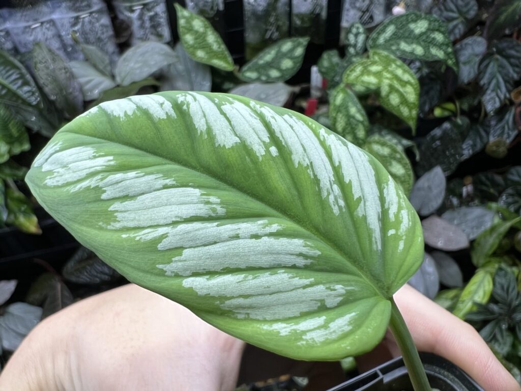 Homalomena sp.Riau sumatera white pattern - KZT PLANTS STORE
