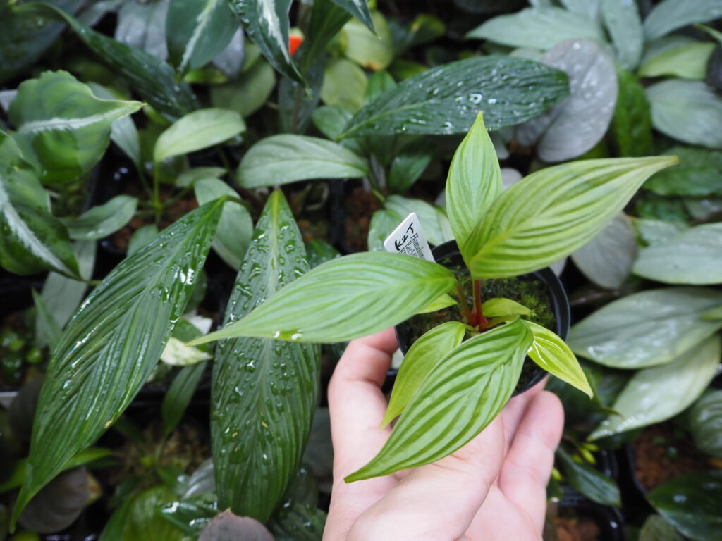 Rooted ! Homalomena plicata Rec140 F1 - KZT PLANTS STORE