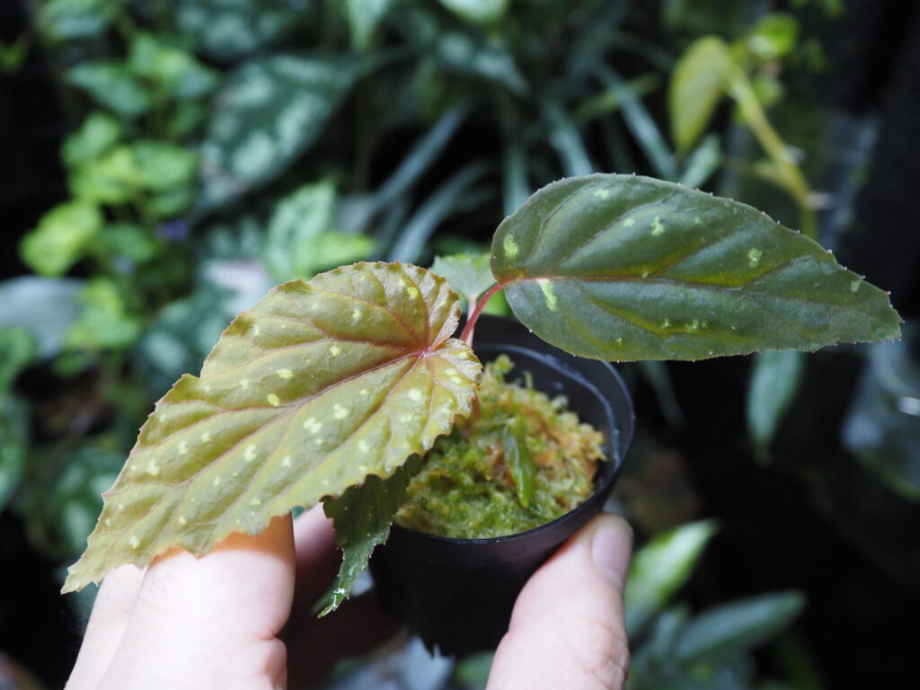 Rooted ! Begonia atricha Sungai Selangis wf1 - KZT PLANTS STORE