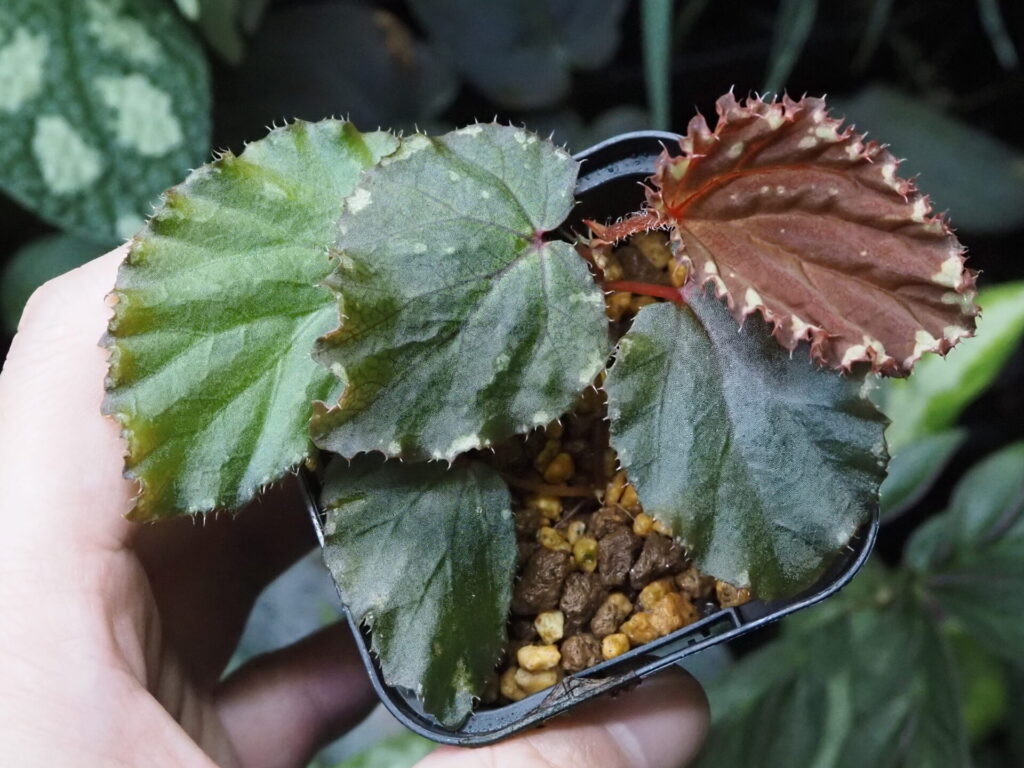 Rooted ! Begonia promethea Bau Sarawak - KZT PLANTS STORE