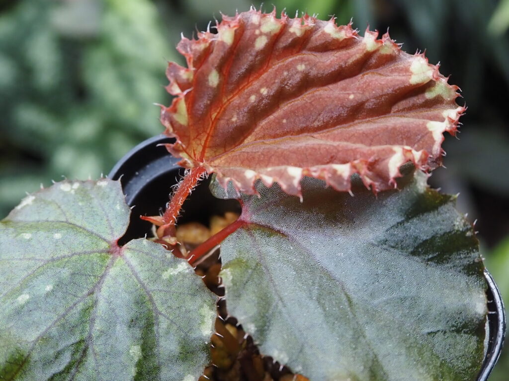 Rooted ! Begonia promethea Bau Sarawak - KZT PLANTS STORE